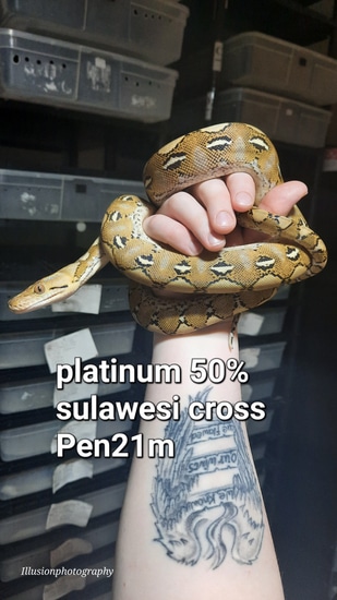 Platinum 50% Sulawesis Cross Reticulated Python by Eggtoothreptiles