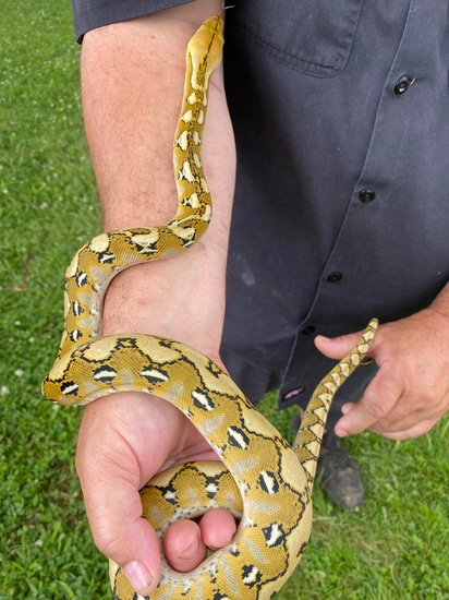 Platinum 50% Sulawesis Cross Reticulated Python by Eggtoothreptiles
