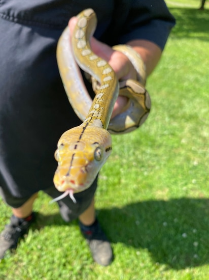 Motley Platinum Het Albino Reticulated Python by Eggtoothreptiles