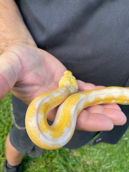 Lavender Albino Motley Reticulated Python by Eggtoothreptiles