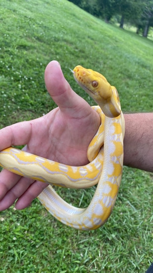 Purple Albino Platinum Reticulated Python by Eggtoothreptiles