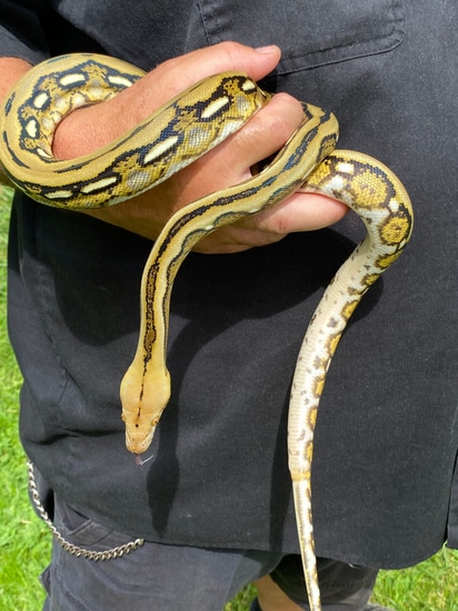 Tiger Het Albino Reticulated Python by Eggtoothreptiles
