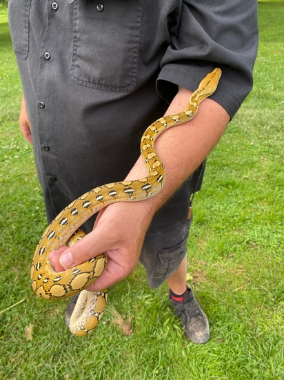 Platinum 50% Sulawesis Cross Reticulated Python by Eggtoothreptiles