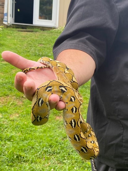 Platinum 50% Sulawesis Cross Reticulated Python by Eggtoothreptiles