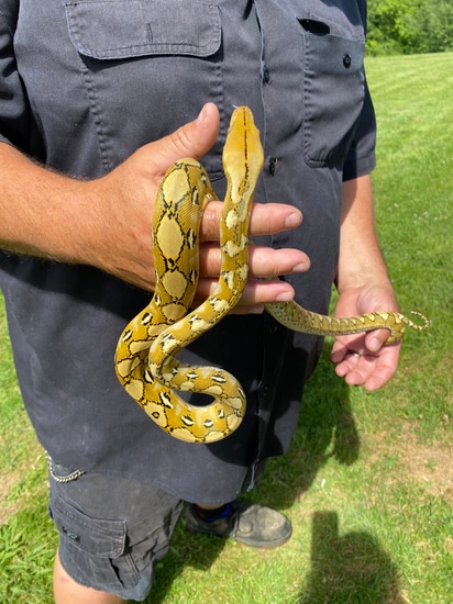 Platinum 50% Sulawesis Cross Reticulated Python by Eggtoothreptiles