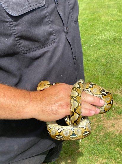 Normal 50% Sulawesis Cross Reticulated Python by Eggtoothreptiles