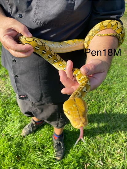 Platinum 50% Sulawesis Cross Reticulated Python by Eggtoothreptiles
