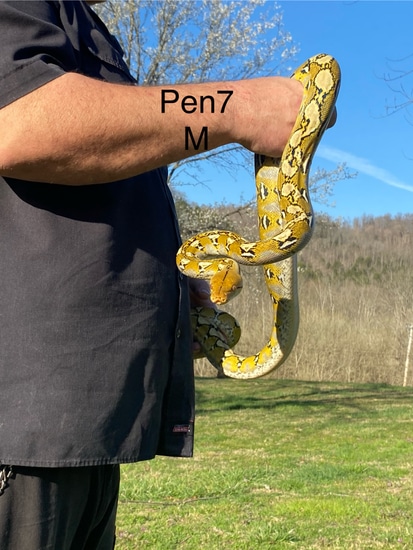 Platinum 50% Sulawesis Cross, 50% Het Purple Albino Reticulated Python ...