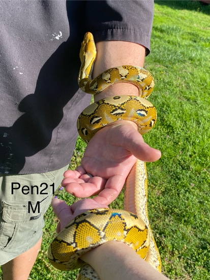 Platinum 50% Sulawesis Cross Reticulated Python by Eggtoothreptiles