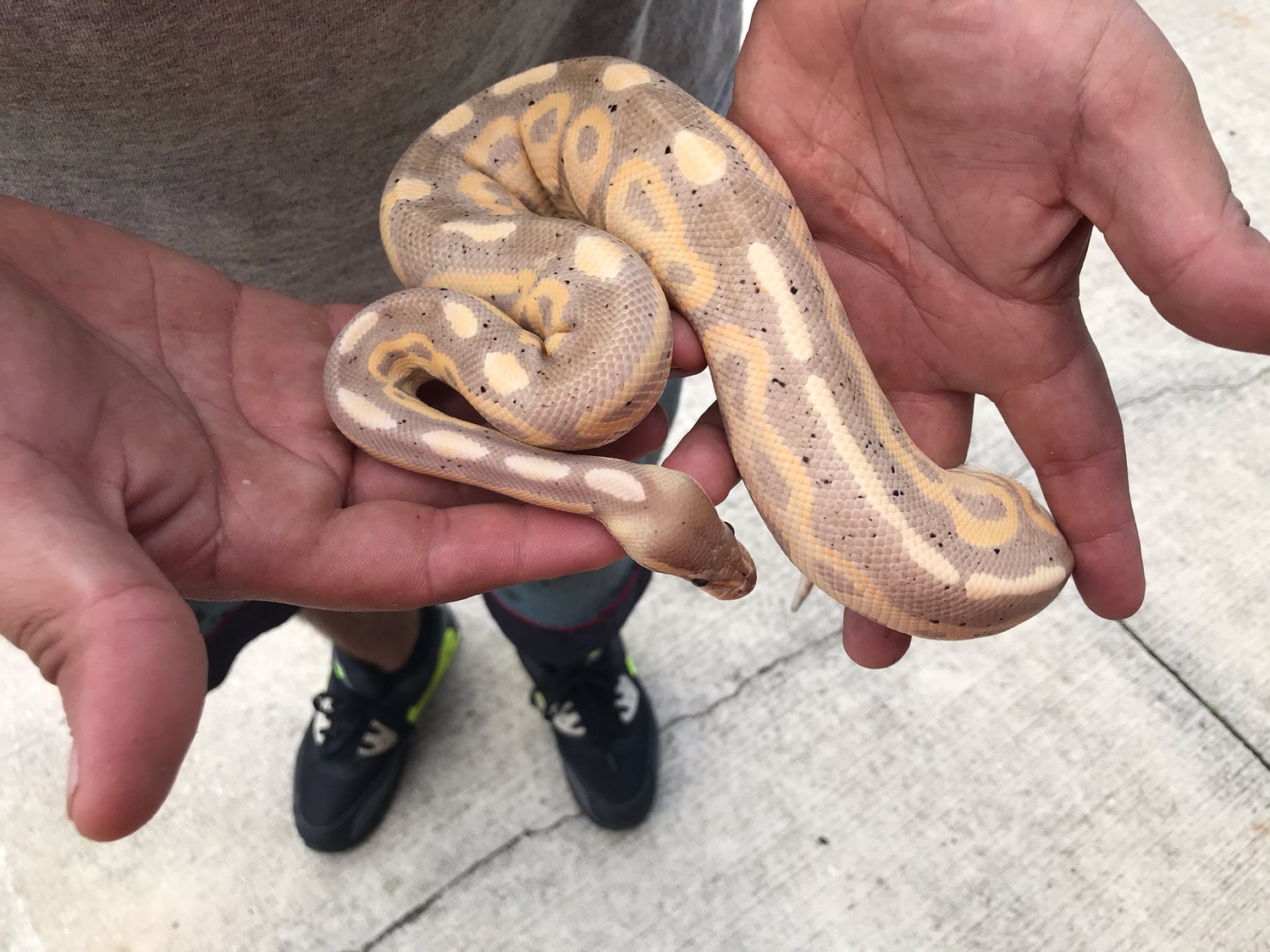 Banana Cinnamon Ball Python by Ragnarok Reptiles LLC - MorphMarket