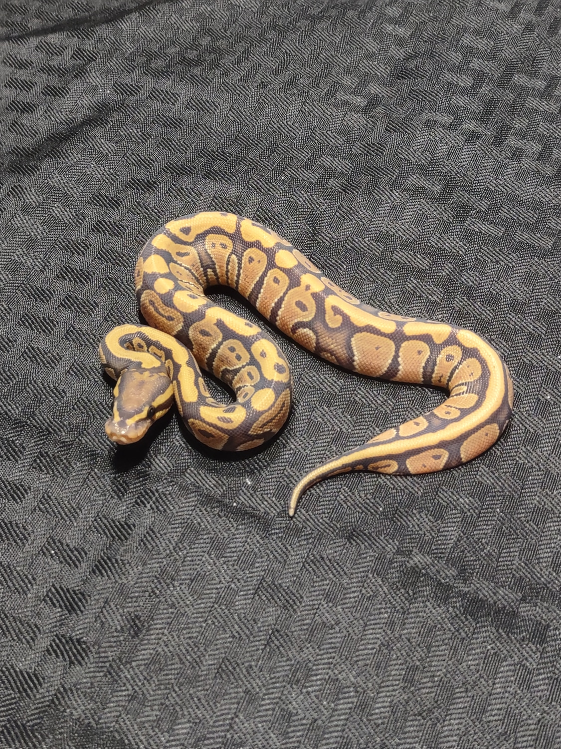 Pastel Orange Ghost Ball Python by Ragnarok Reptiles LLC - MorphMarket