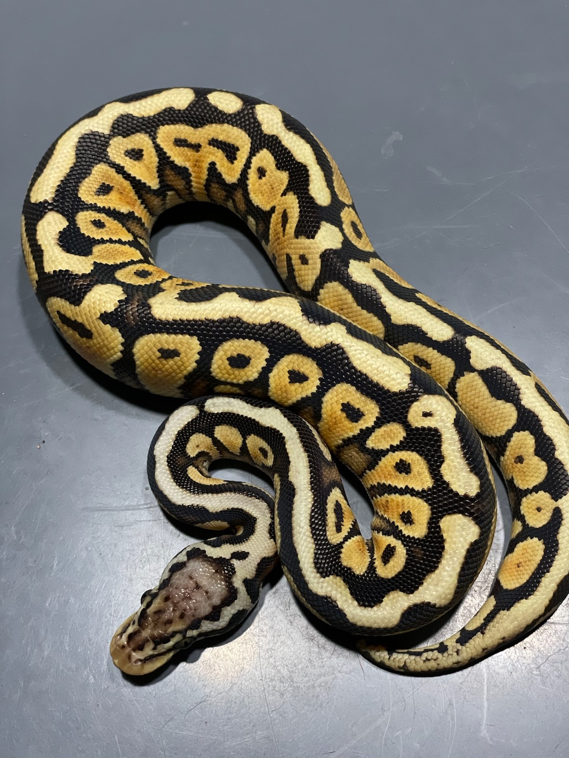 Pastel Spotnose Ball Python by Ragnarok Reptiles LLC - MorphMarket