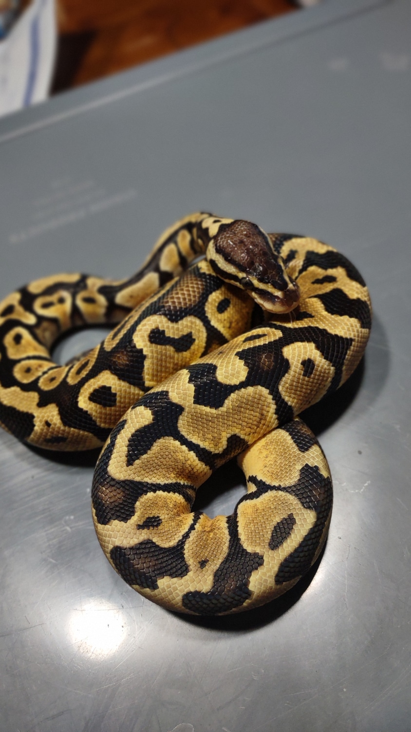 Pastel Special Ball Python by Ragnarok Reptiles LLC - MorphMarket