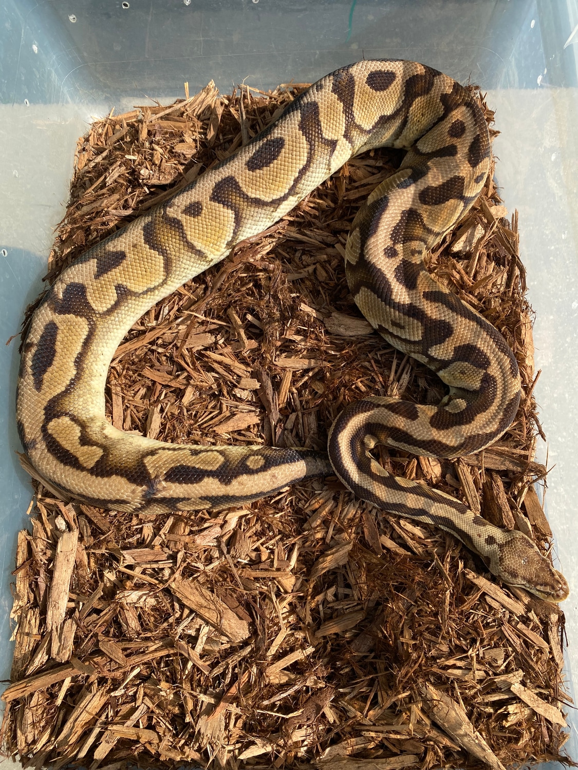 Pastel Ball Python by Ragnarok Reptiles LLC - MorphMarket
