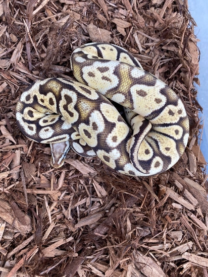 Citrus Pastel Flame Yellowbelly Ball Python by Ragnarok Reptiles LLC