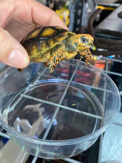 Bolivian Red Footed Tortoise Red-Footed Tortoise by Push Reptiles