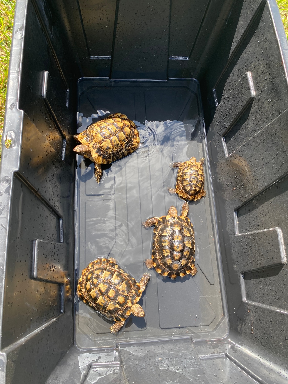 1.3 Moroccan Tortoise Breeders Greek Tortoise by Shellback Exotics ...