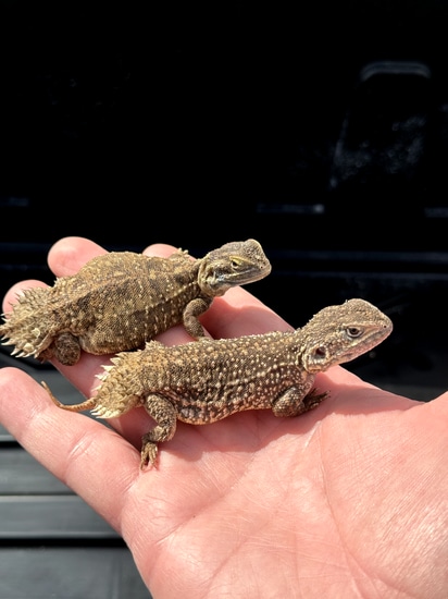 Shield Tailed Agama (Xenagama Taylori) Proven Pair by Push Reptiles