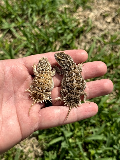 Shield Tailed Agama (Xenagama Taylori) Young Pair by Push Reptiles