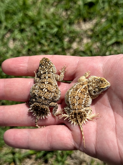 Shield Tailed Agama (Xenagama Taylori) Young Pair by Push Reptiles