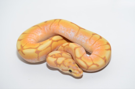 Banana Lesser Spider Het Clown Ball Python by Eh-pythons