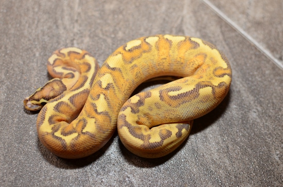 Für Hamm : Woma Enchi Gravel Yellow Belly Ball Python by Eh-pythons