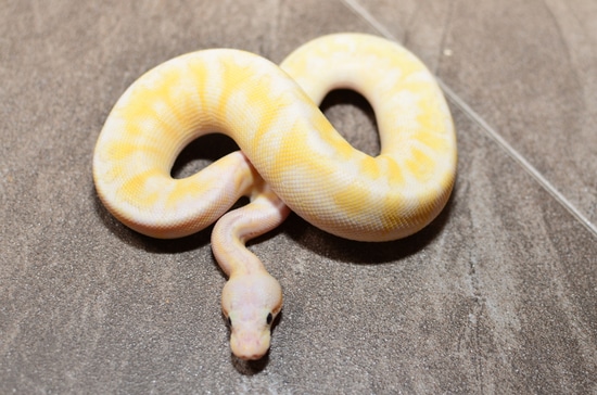 Super Pastel Highway Ball Python by Eh-pythons