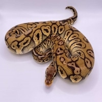 Hank Ball Python by EH Xotics - MorphMarket