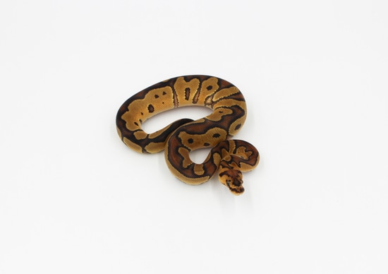 Clown Het DG Ball Python by EH Xotics