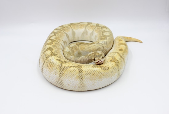 Butter, Enchi, Hypo, Spider - Proven Breeder Female *No Reserve* Ball ...