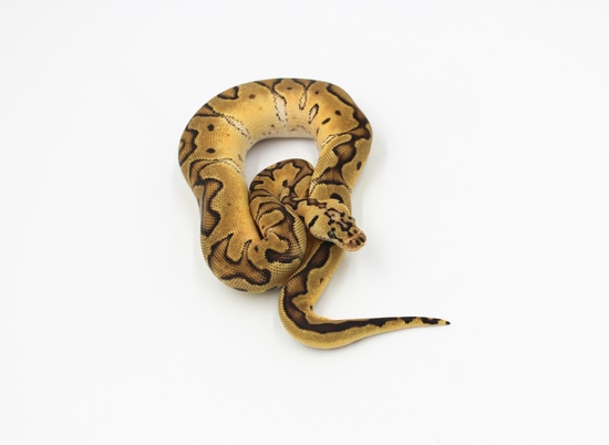Luke Ball Python by EH Xotics
