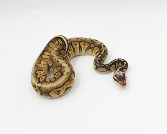 Spike - Orange Dream Stranger Super Pastel 50% Het Monsoon Male Ball ...