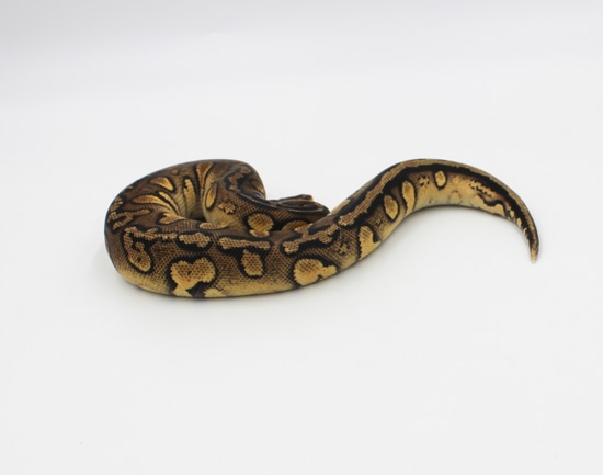Calico Orange Dream Pastel Stranger 50% Het Monsoon Male Ball Python by ...