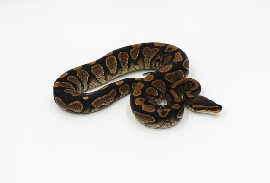 Calico Stranger 50% Het Monsoon Male Ball Python by EH Xotics