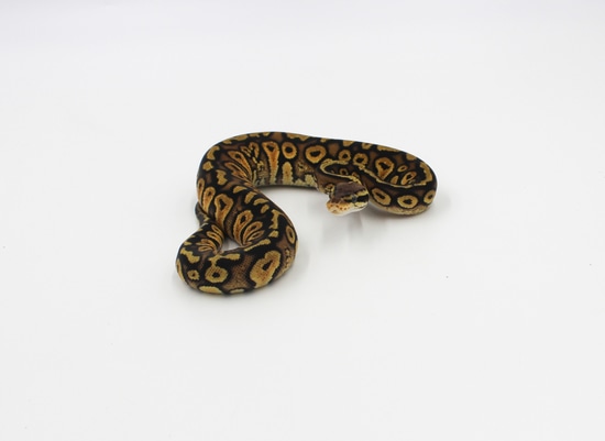 Buffy - Pastel Stranger 50% H Monsoon 100% H Clown Ball Python by EH Xotics