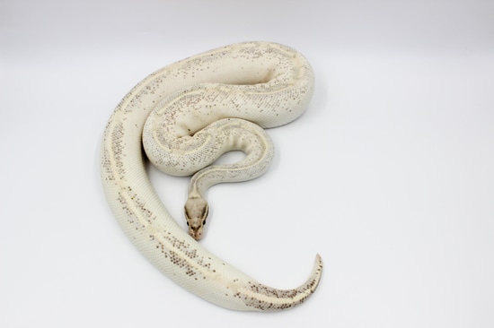 Rue - Adult Highway Female Ball Python by EH Xotics