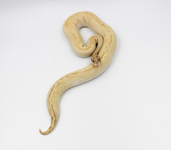Sid - Acid Fire Gravel YB Male Ball Python by EH Xotics