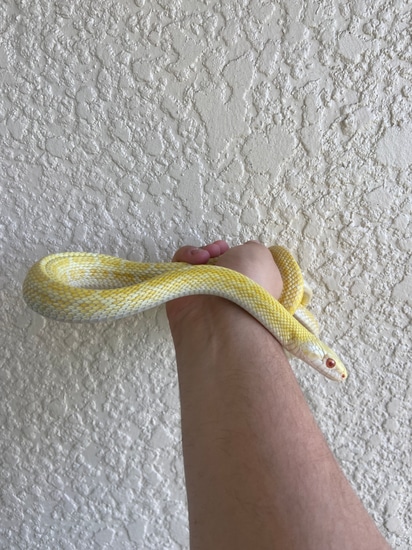 RTB Albino Japanese Rat Snake (M) Other Rat Snake by Nightfall Exotics