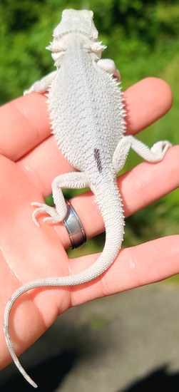 Zero Hypo Het Translucent Central Bearded Dragon by Our Tiny Dragons