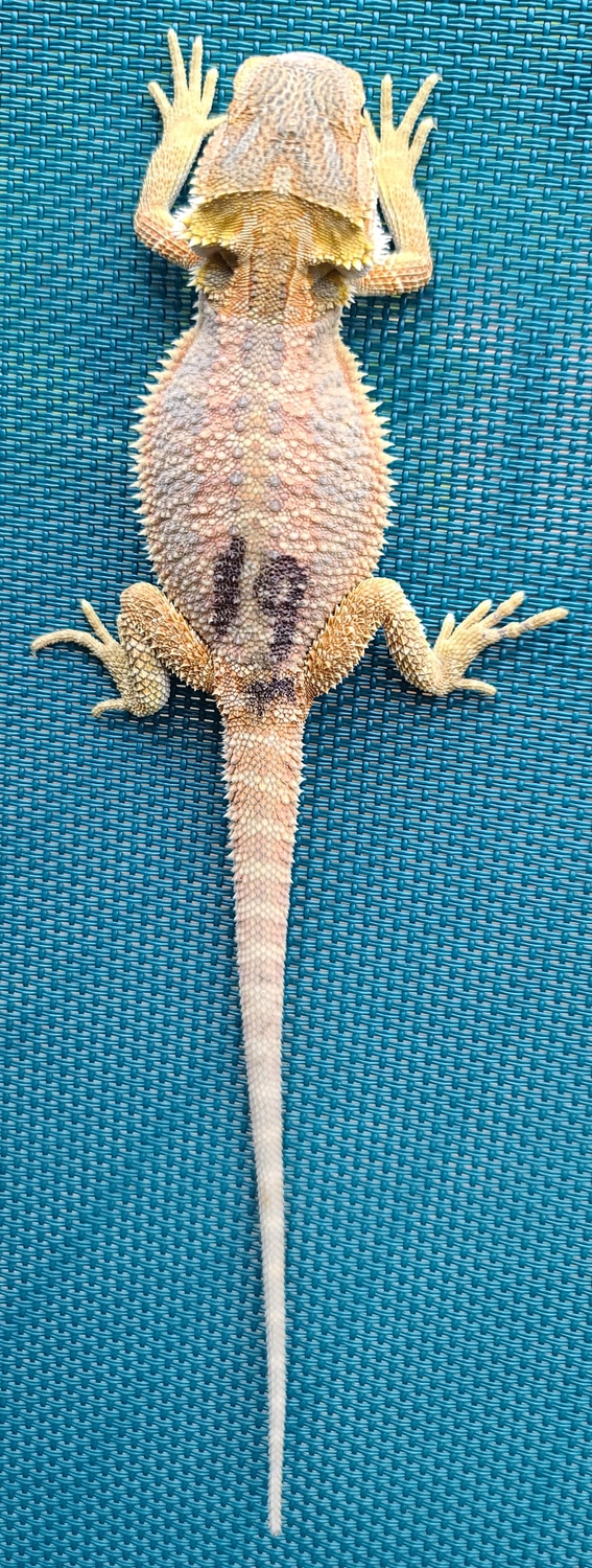 Hypo Red/citrus Tiger 100% Het Wits/trans Central Bearded Dragon by Our ...