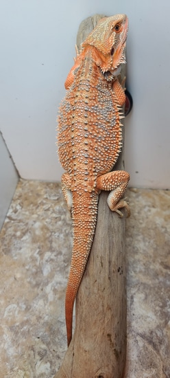 SHIPPING INCLUDED! Red Citrus 66% Het Zero 100% Het Hypo/trans Central ...