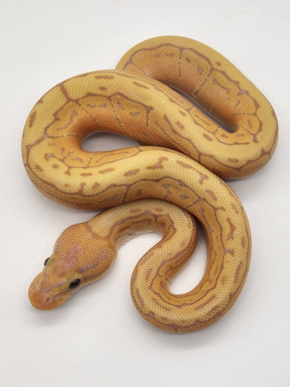 2022 Male Banana Pinstripe (Pos Pastel, Pos Calico) Ball Python by Eht's Pets