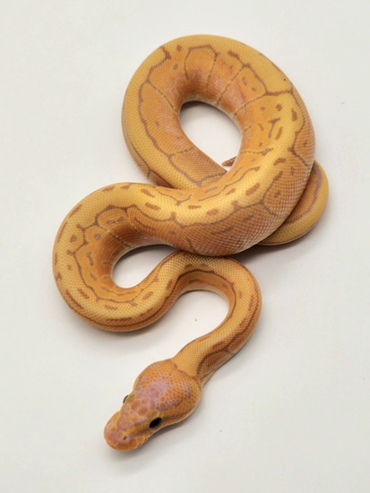 2022 Male Banana Pinstripe (Pos Pastel, Pos Calico) Ball Python by Eht ...