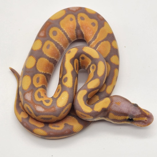 2022 Male Banana (Pos Pastel, Pos Calico) Ball Python by Eht's Pets