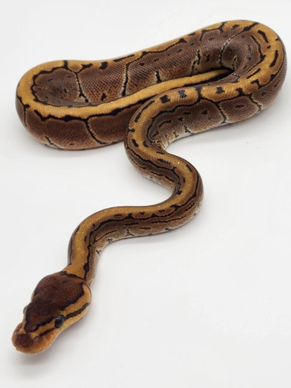 2022 Male Pinstripe (Pos Calico) Ball Python by Eht's Pets
