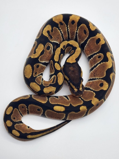 2022 Female Normal (Pos Calico) Ball Python by Eht's Pets
