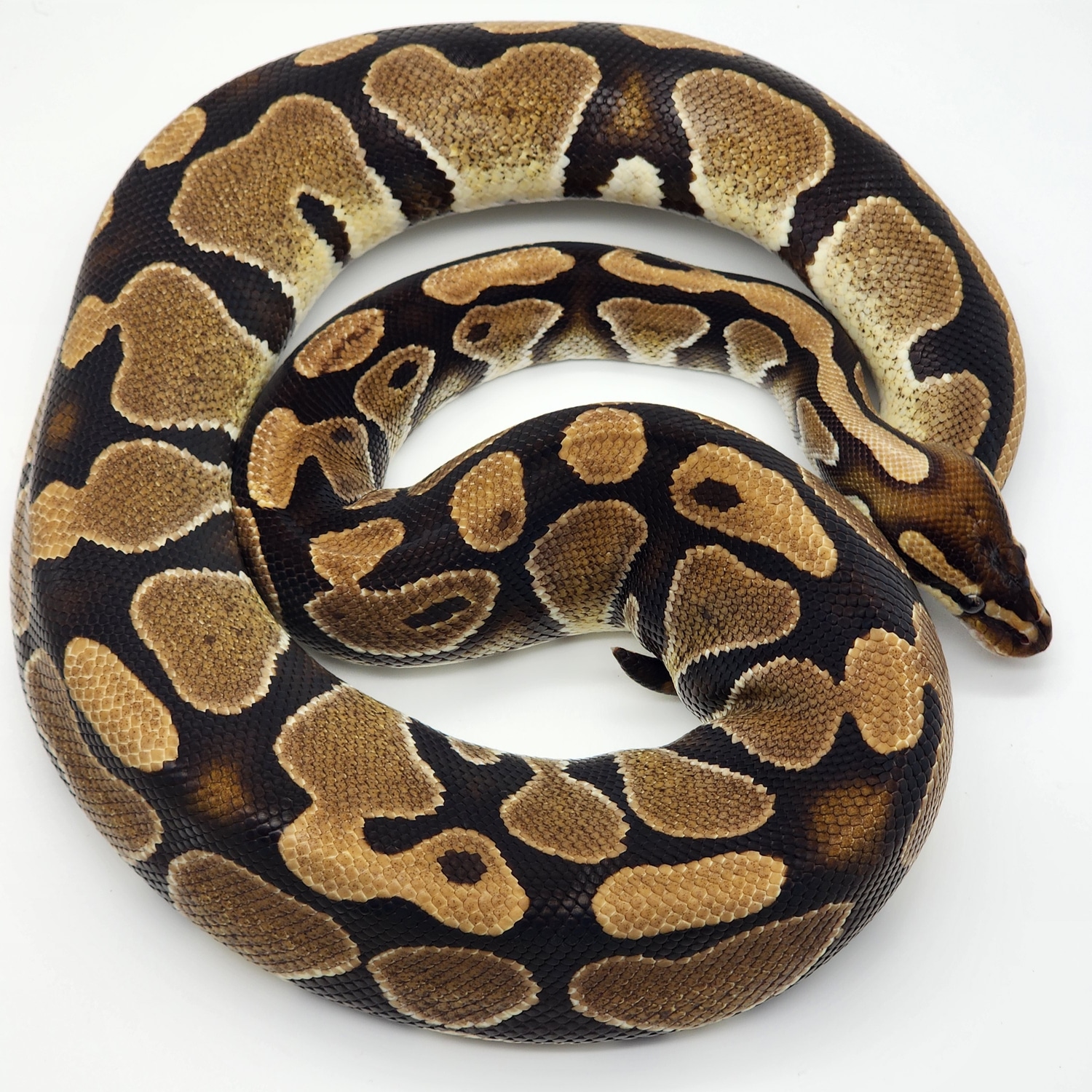 *SALE* 2020 Female Proven Breeder Het Albino Ball Python by Eht's Pets ...