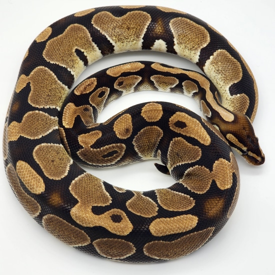 *SALE* 2020 Female Proven Breeder Het Albino Ball Python by Eht's Pets