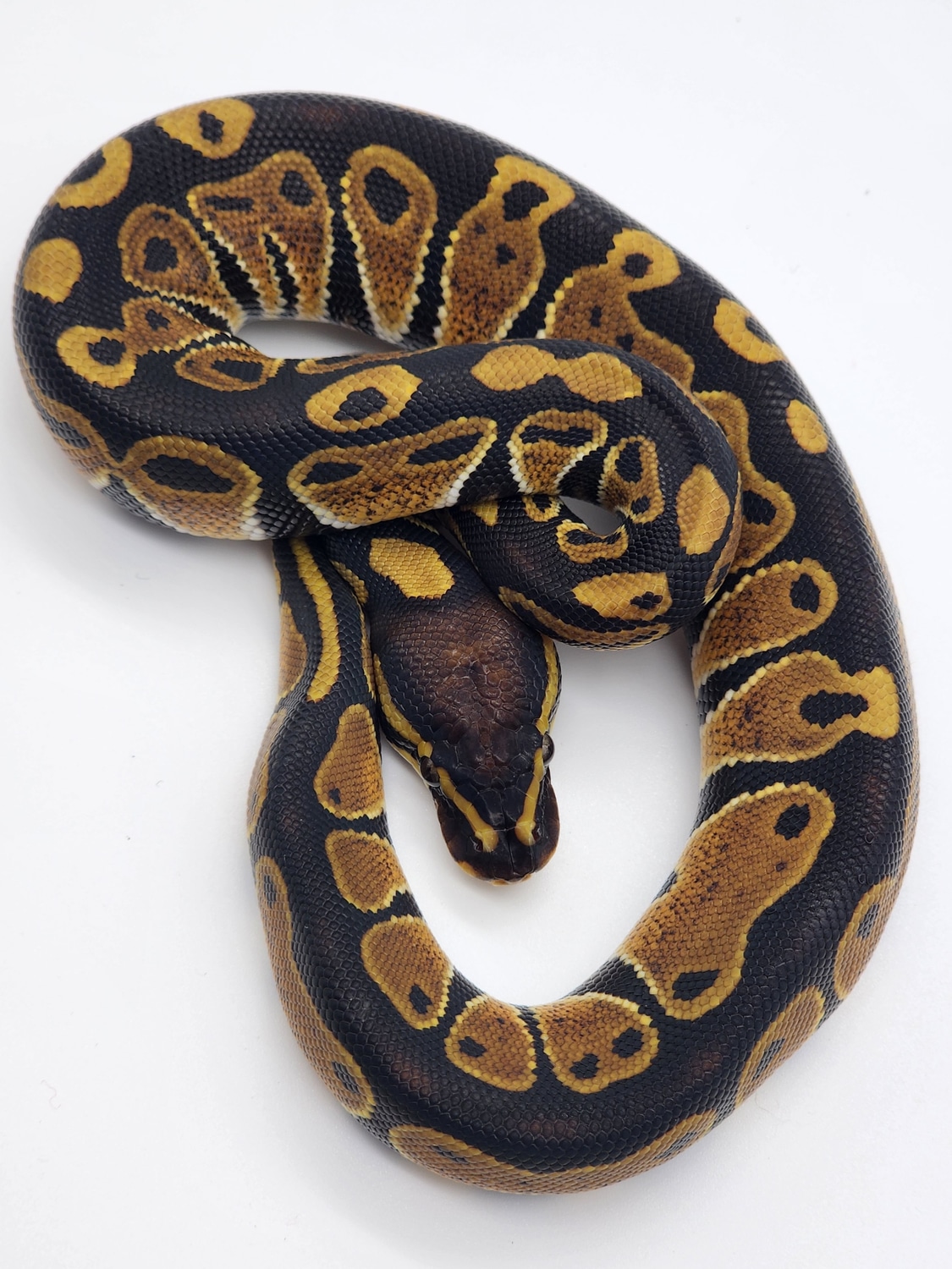 *SALE* 2022 Male 100% Het Albino Ball Python by Eht's Pets - MorphMarket