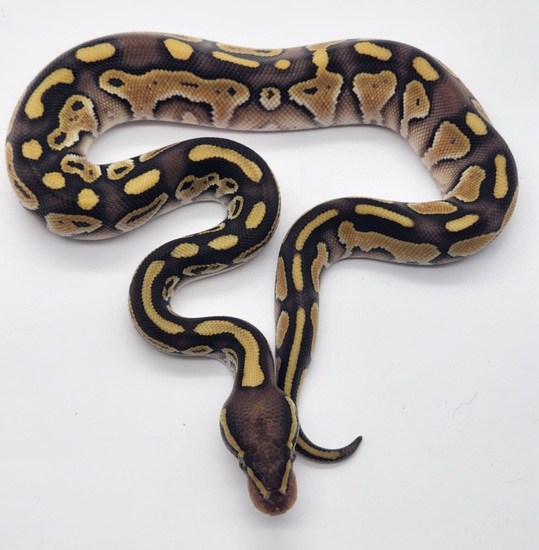 2022 Male Lesser/Butter/Mojave Pos Fire Ball Python by Eht's Pets
